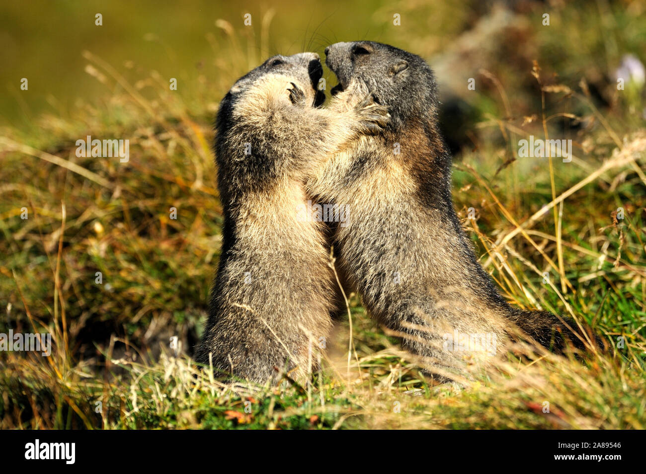 Alp murmeltiere hi-res stock photography and images - Alamy
