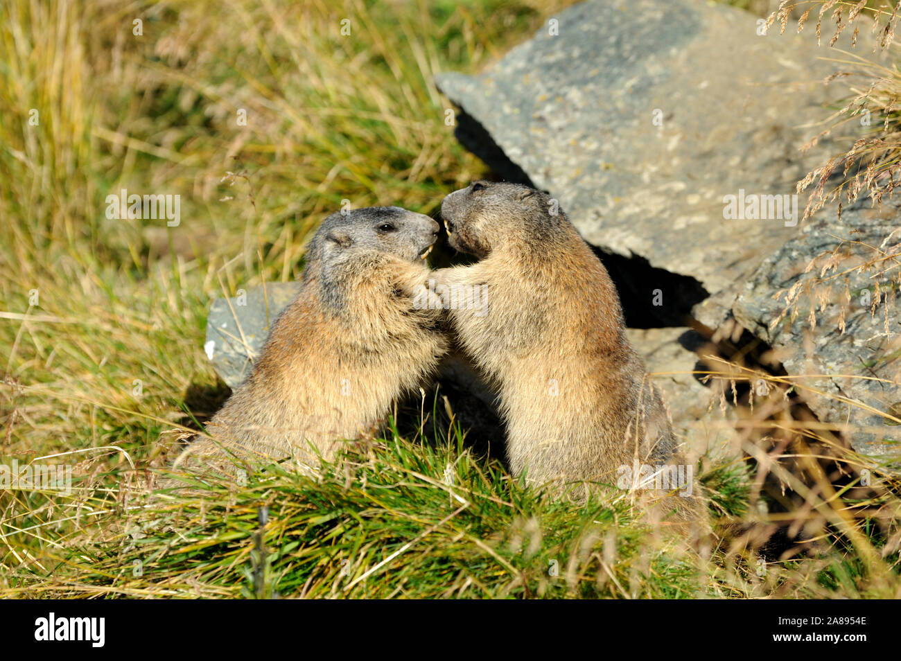 Alp murmeltiere hi-res stock photography and images - Alamy