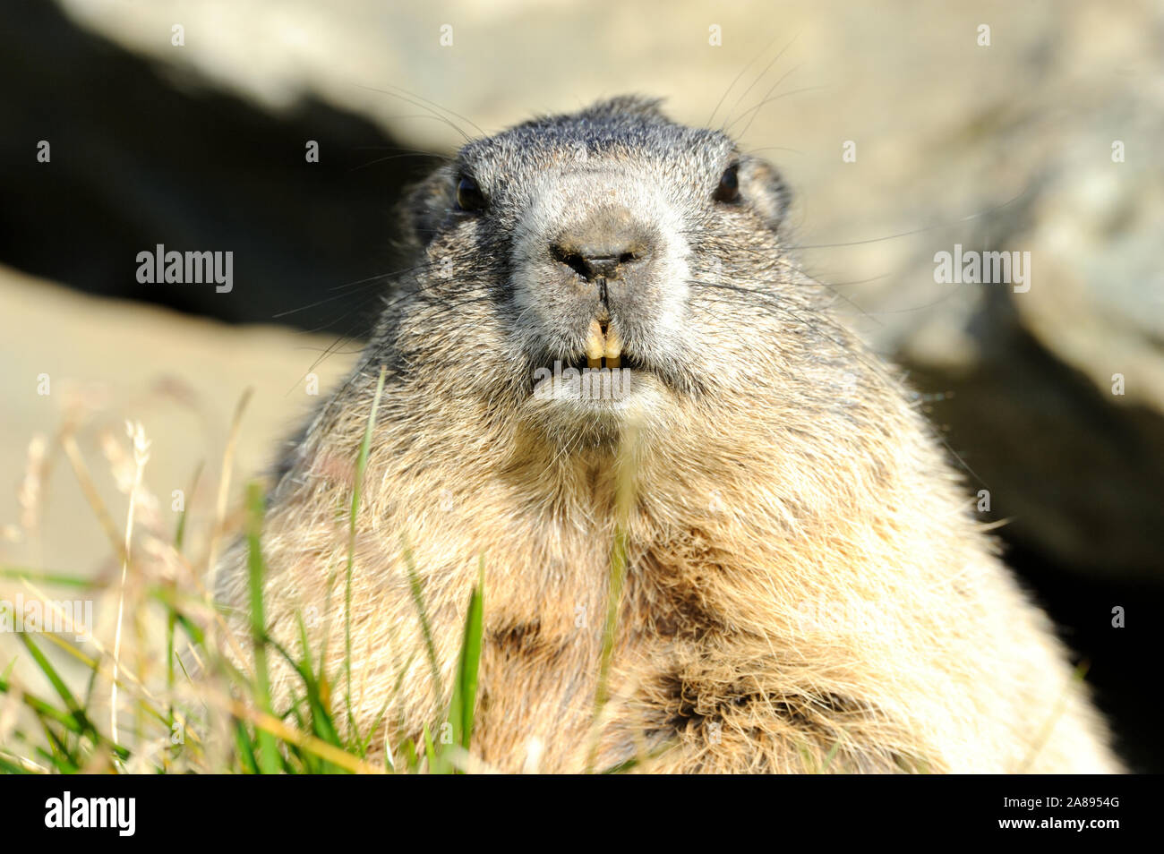 Alp murmeltiere hi-res stock photography and images - Alamy