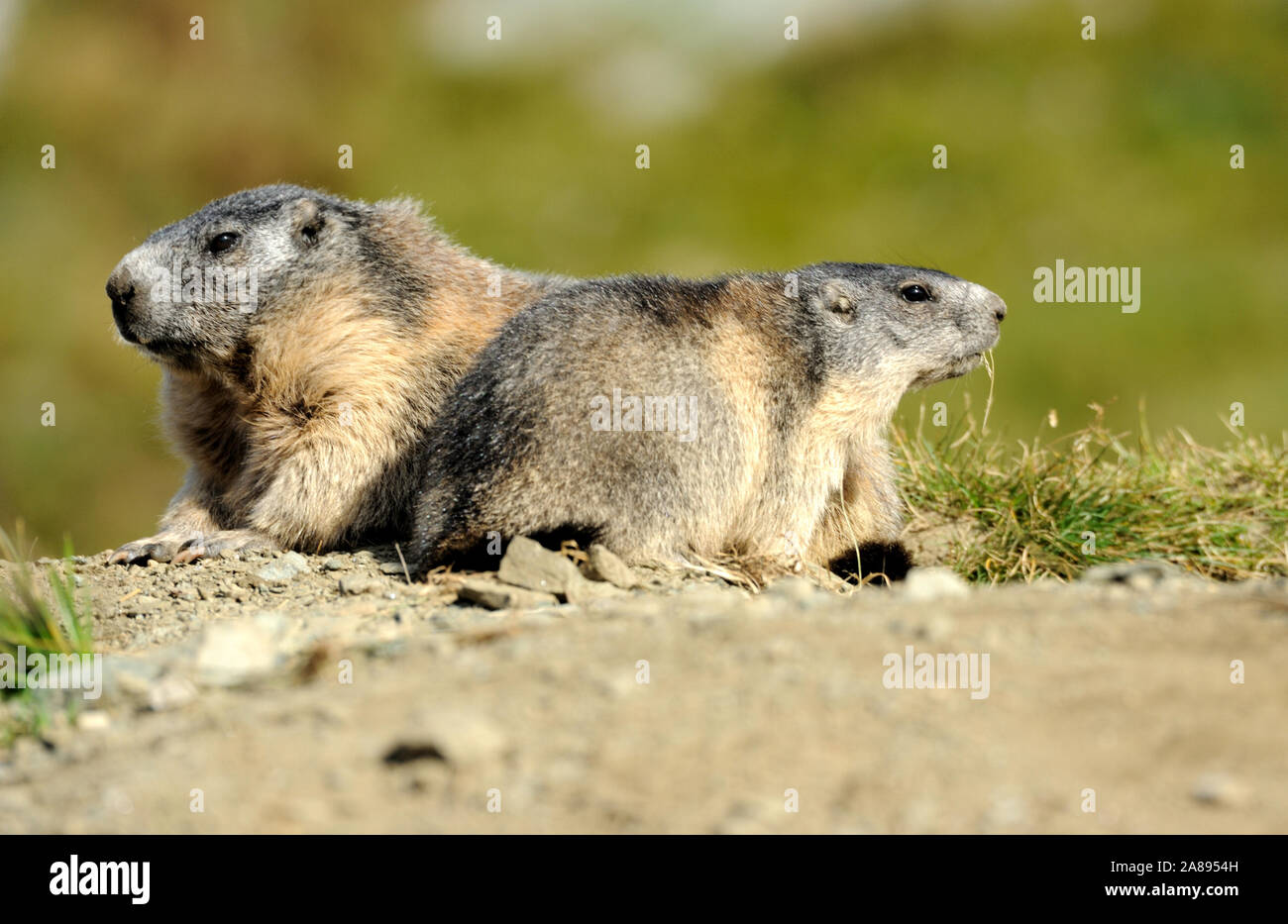 Alp murmeltiere hi-res stock photography and images - Alamy