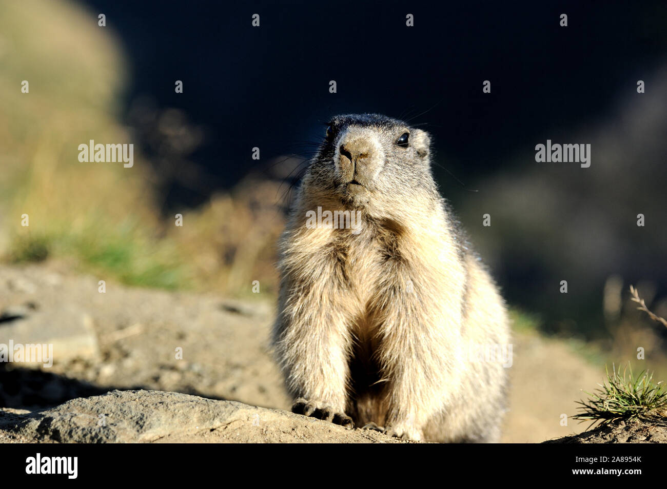 Alp murmeltiere hi-res stock photography and images - Alamy