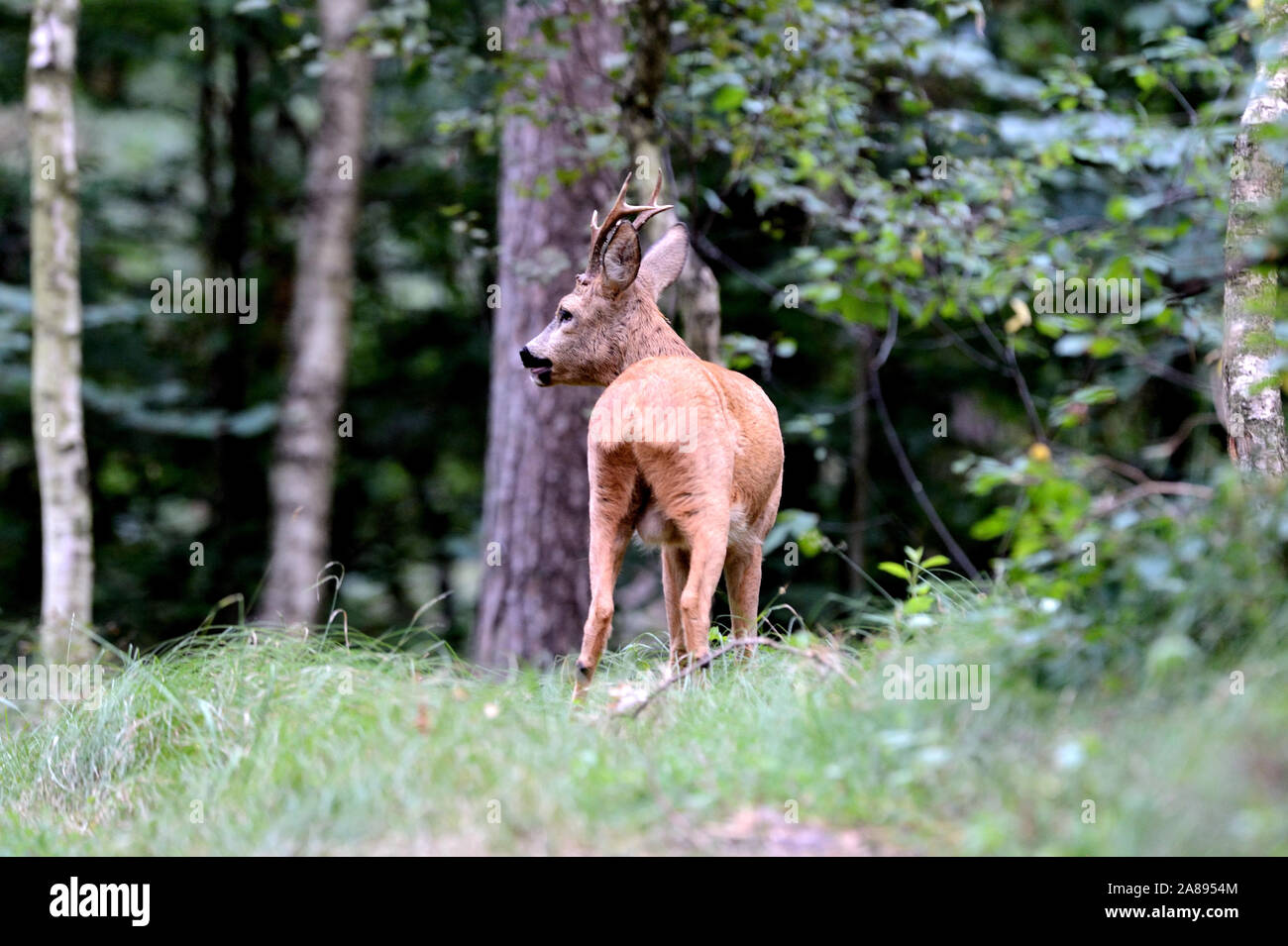Wood bock hi-res stock photography and images - Alamy
