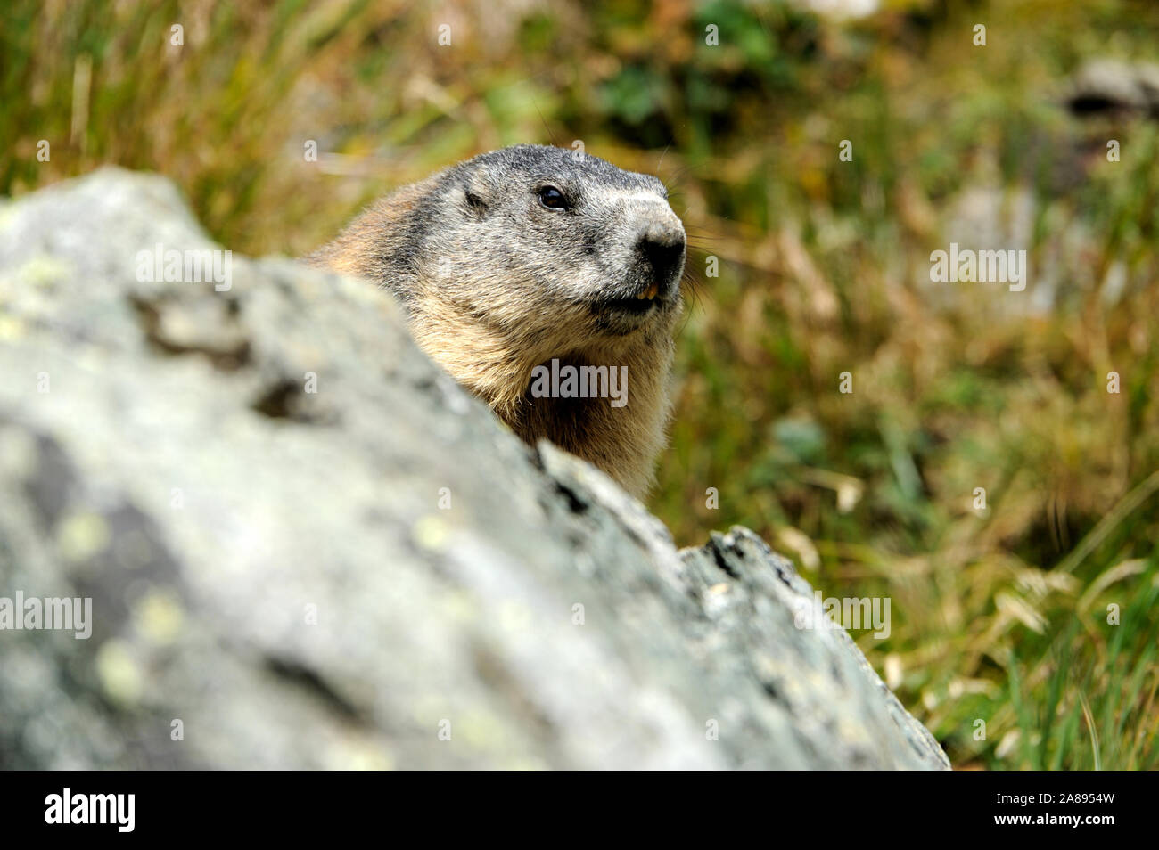 Alp murmeltiere hi-res stock photography and images - Alamy