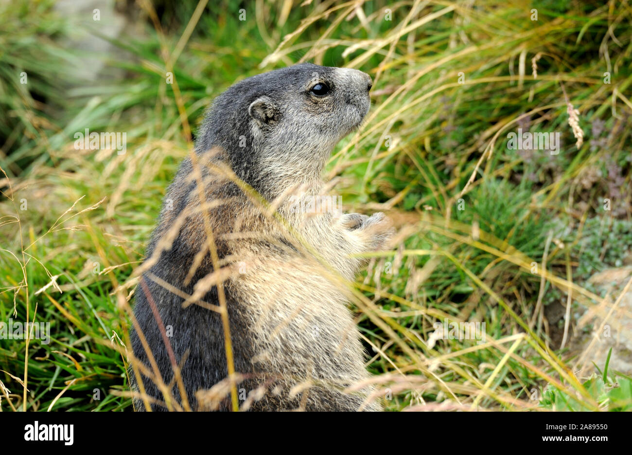 Alp murmeltiere hi-res stock photography and images - Alamy