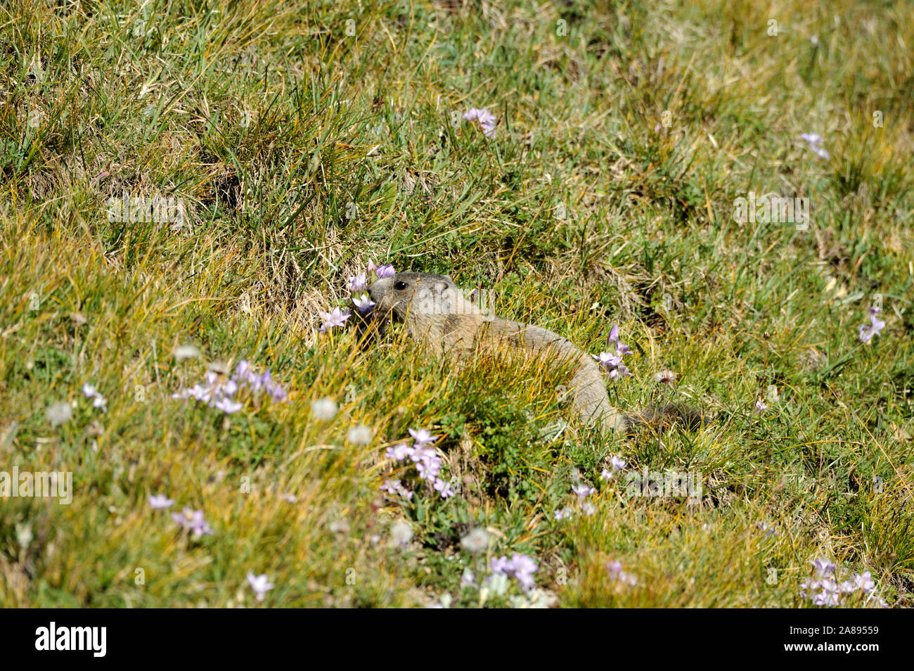 Alp murmeltiere hi-res stock photography and images - Alamy