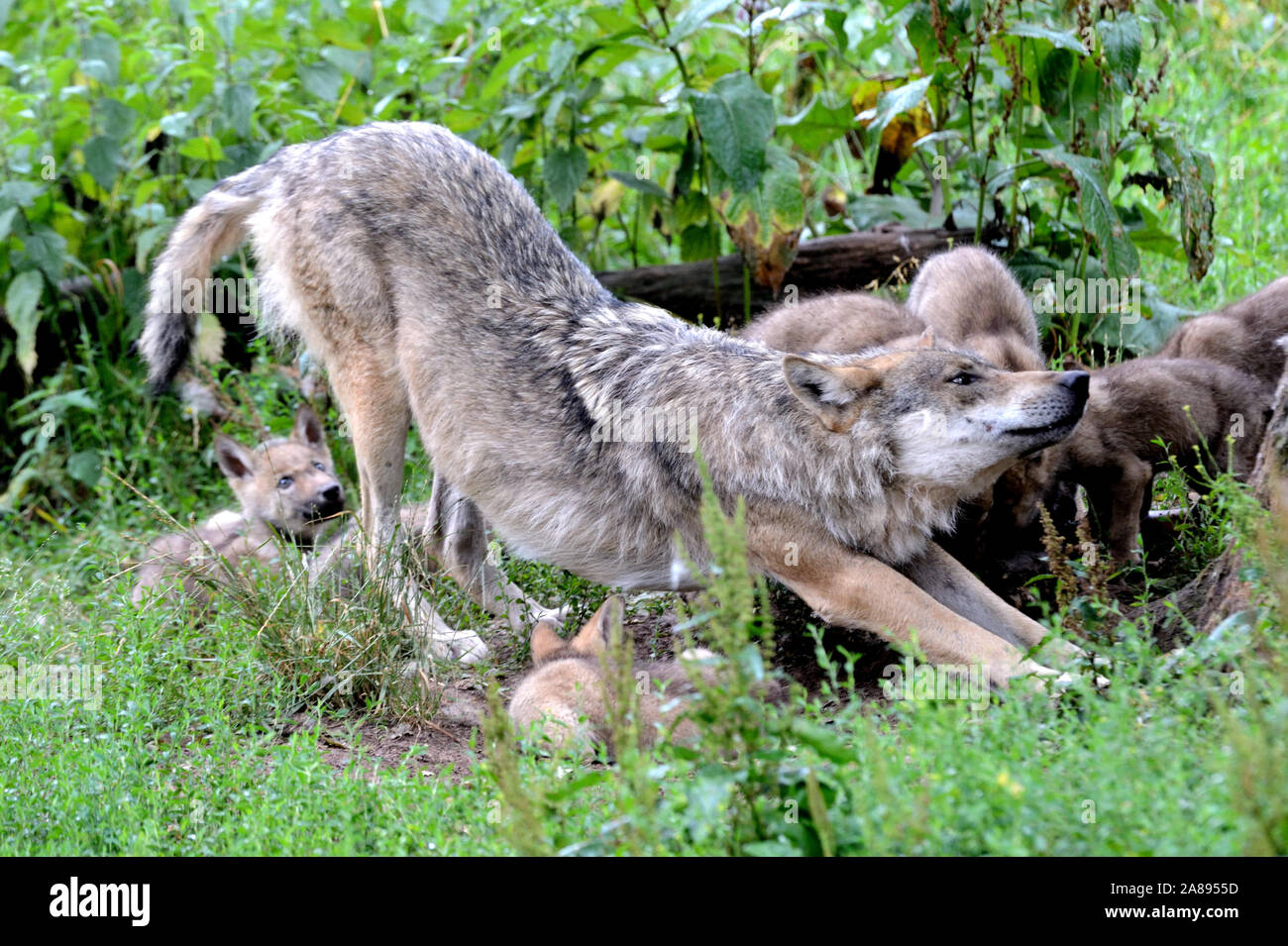 M wolfe hi-res stock photography and images - Alamy