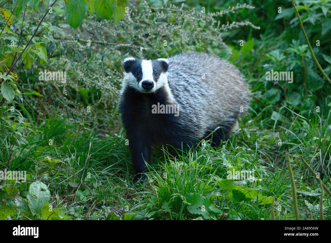 Badger dachs hi-res stock photography and images - Alamy