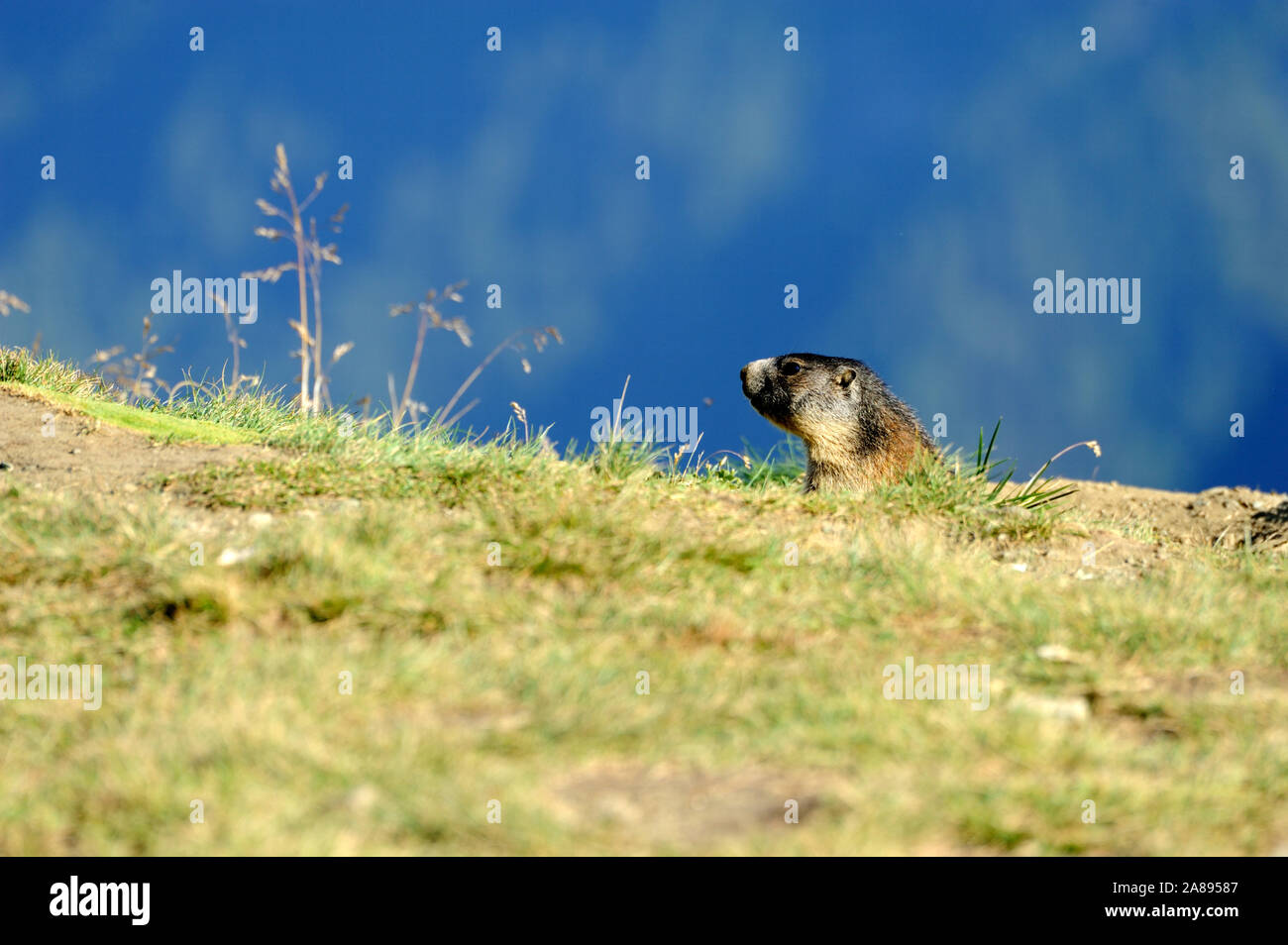 Alp murmeltiere hi-res stock photography and images - Alamy