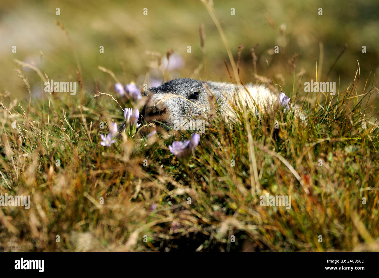 Alp murmeltiere hi-res stock photography and images - Alamy