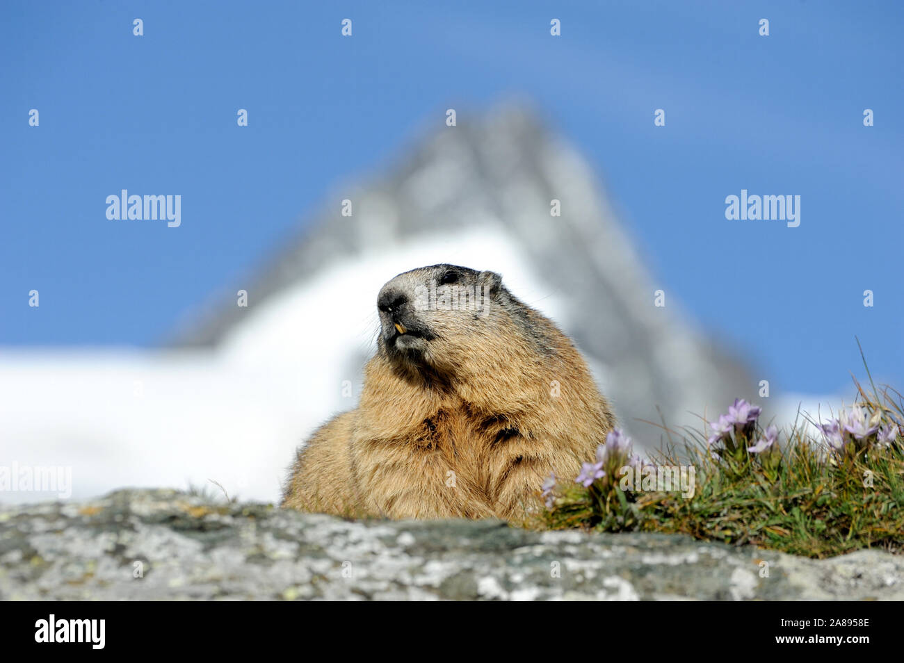 Alp murmeltiere hi-res stock photography and images - Alamy