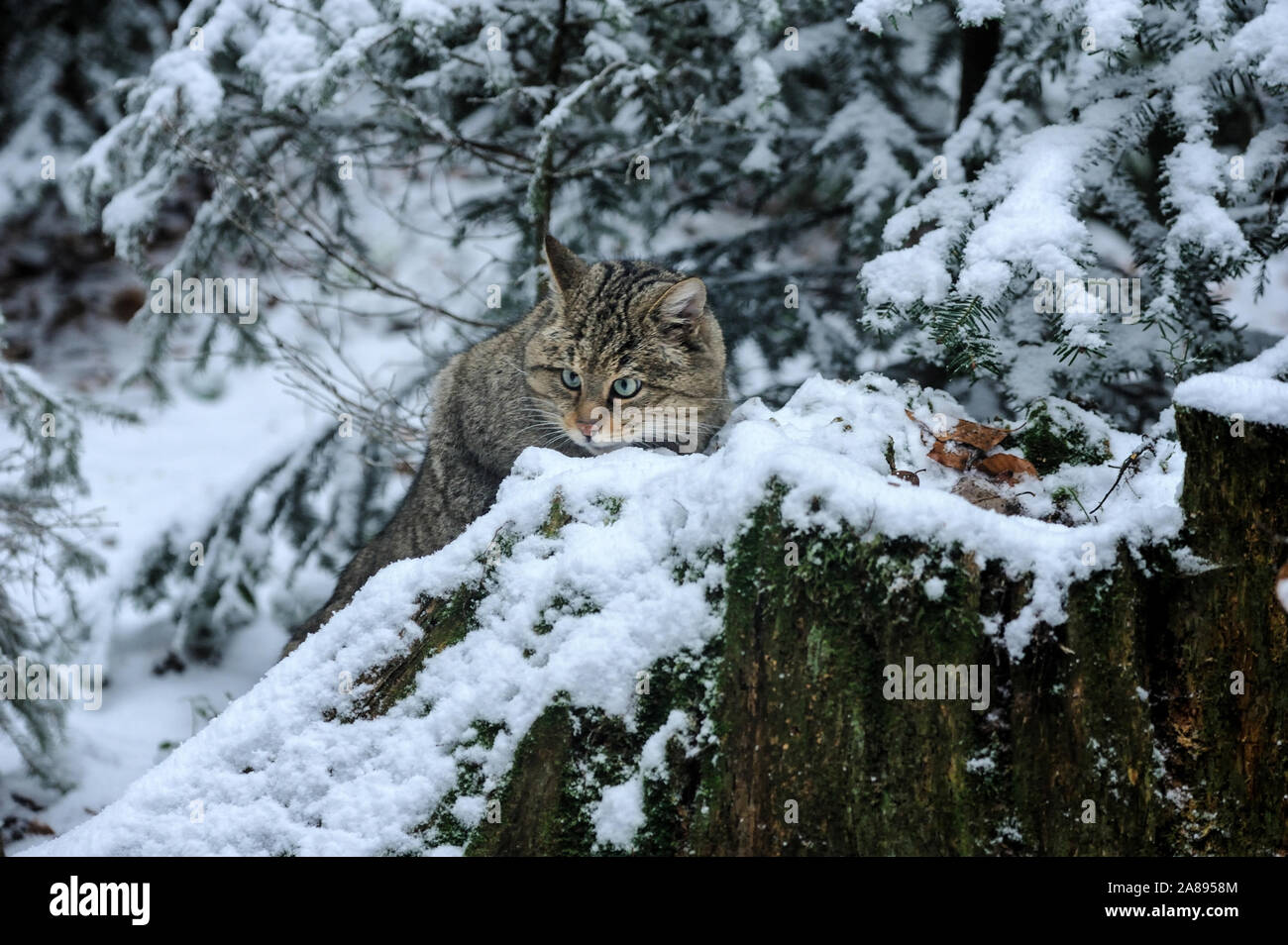 Home of wild animals hi-res stock photography and images - Alamy