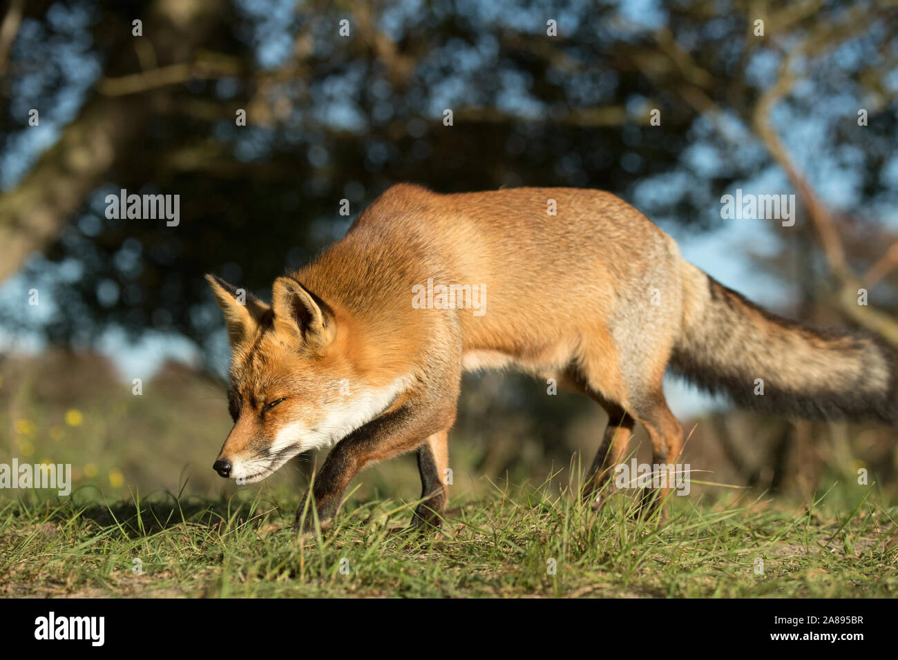 Pure corner fox hi-res stock photography and images - Alamy