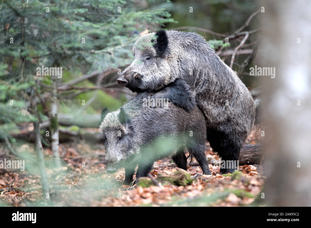 Pigs mating hi-res stock photography and images - Alamy