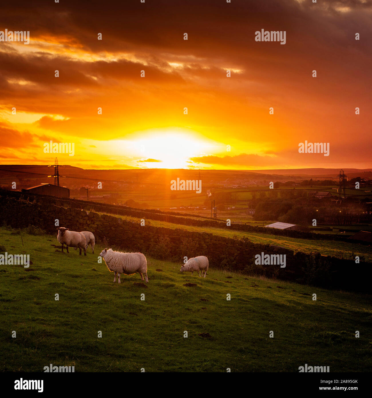 Sheep graze in a field near Haworth, West Yorkshire as the sunsets on ...