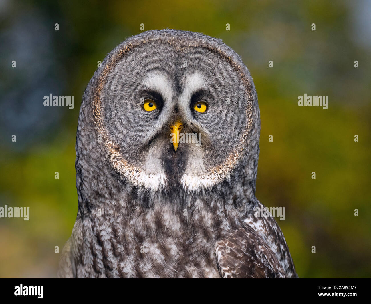 Large owl hi-res stock photography and images - Alamy