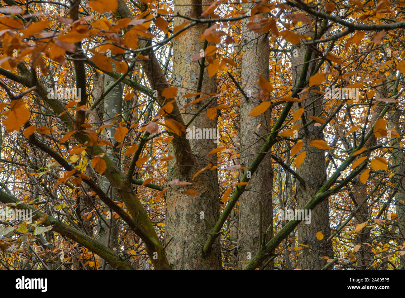 autumn leaves and tree trunk Stock Photo - Alamy