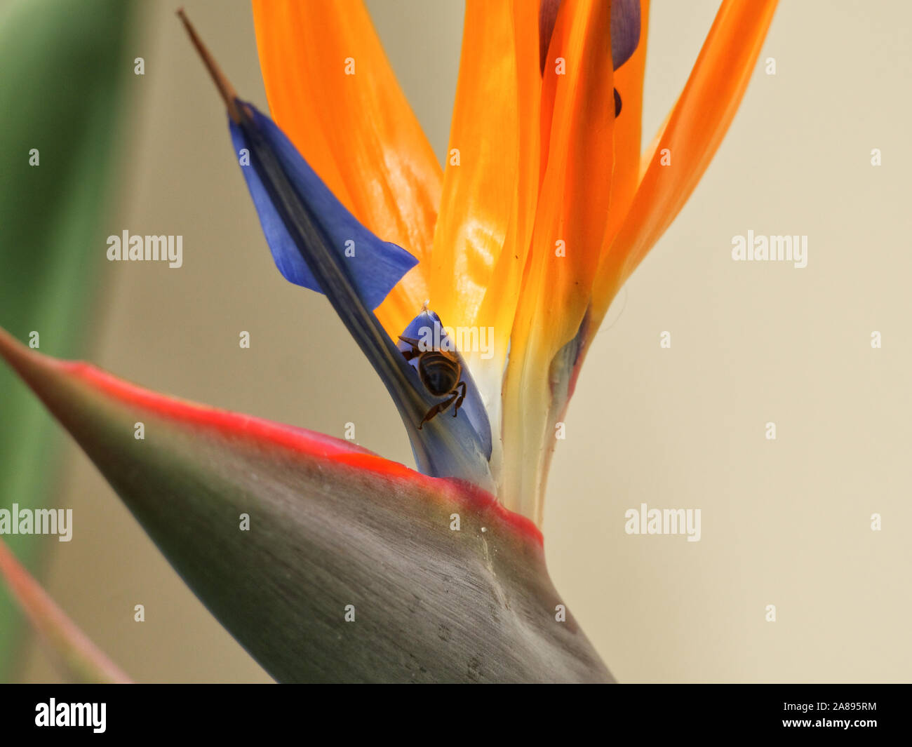 Bee flying into flower hi-res stock photography and images - Alamy