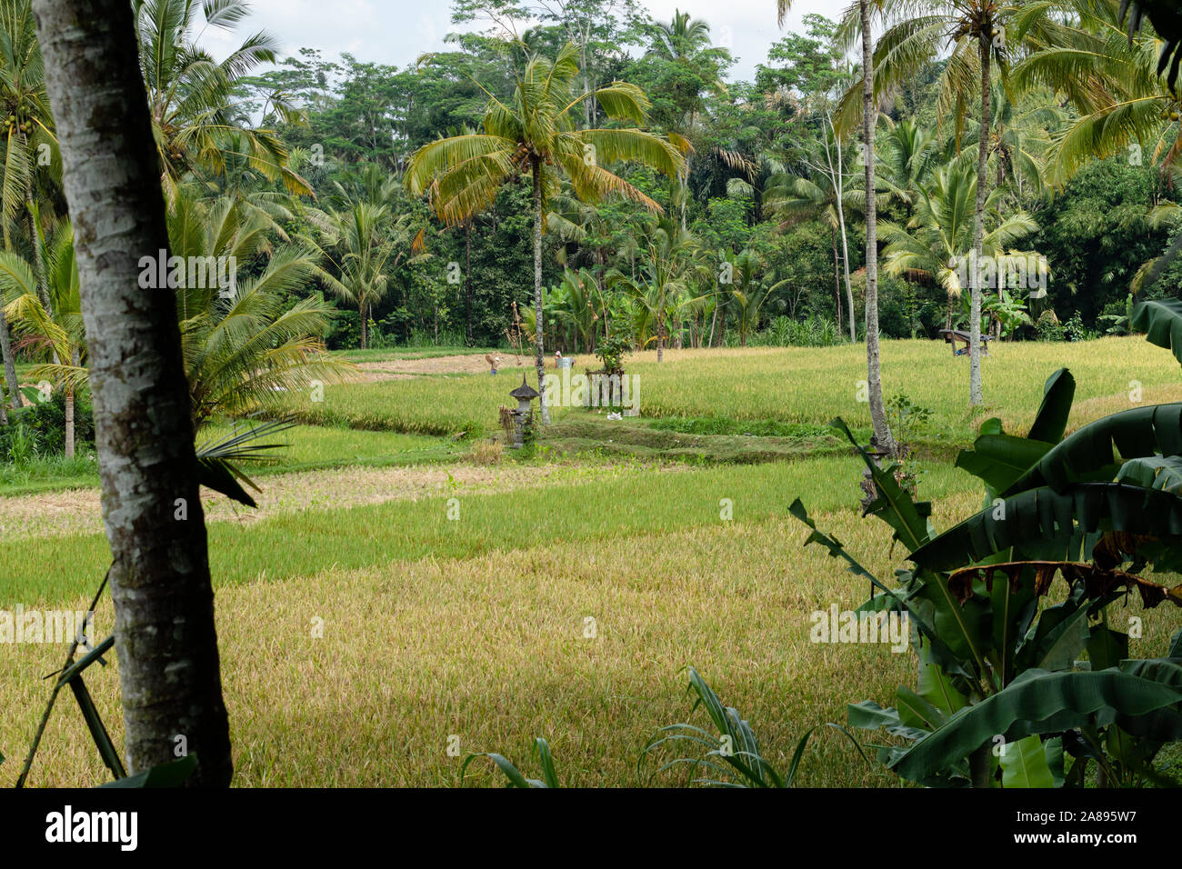 Exploring rice fields hi-res stock photography and images - Alamy