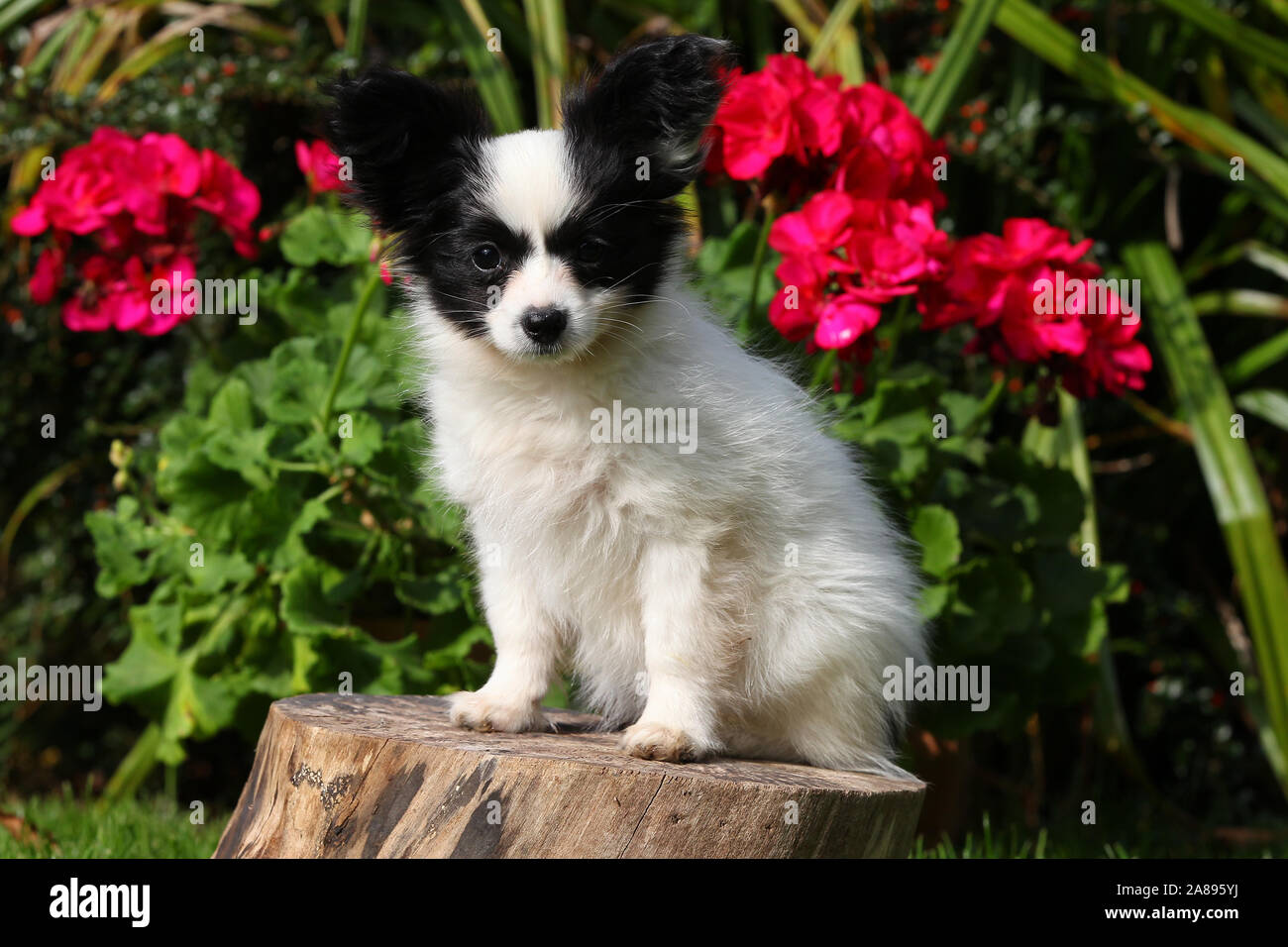 Papillon dog licking hi-res stock photography and images - Alamy