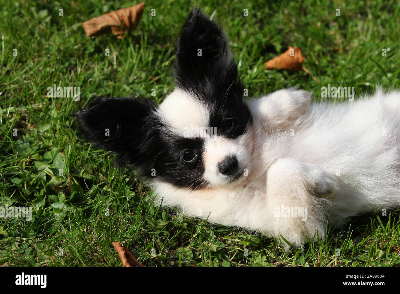 Papillon dog licking hi-res stock photography and images - Alamy