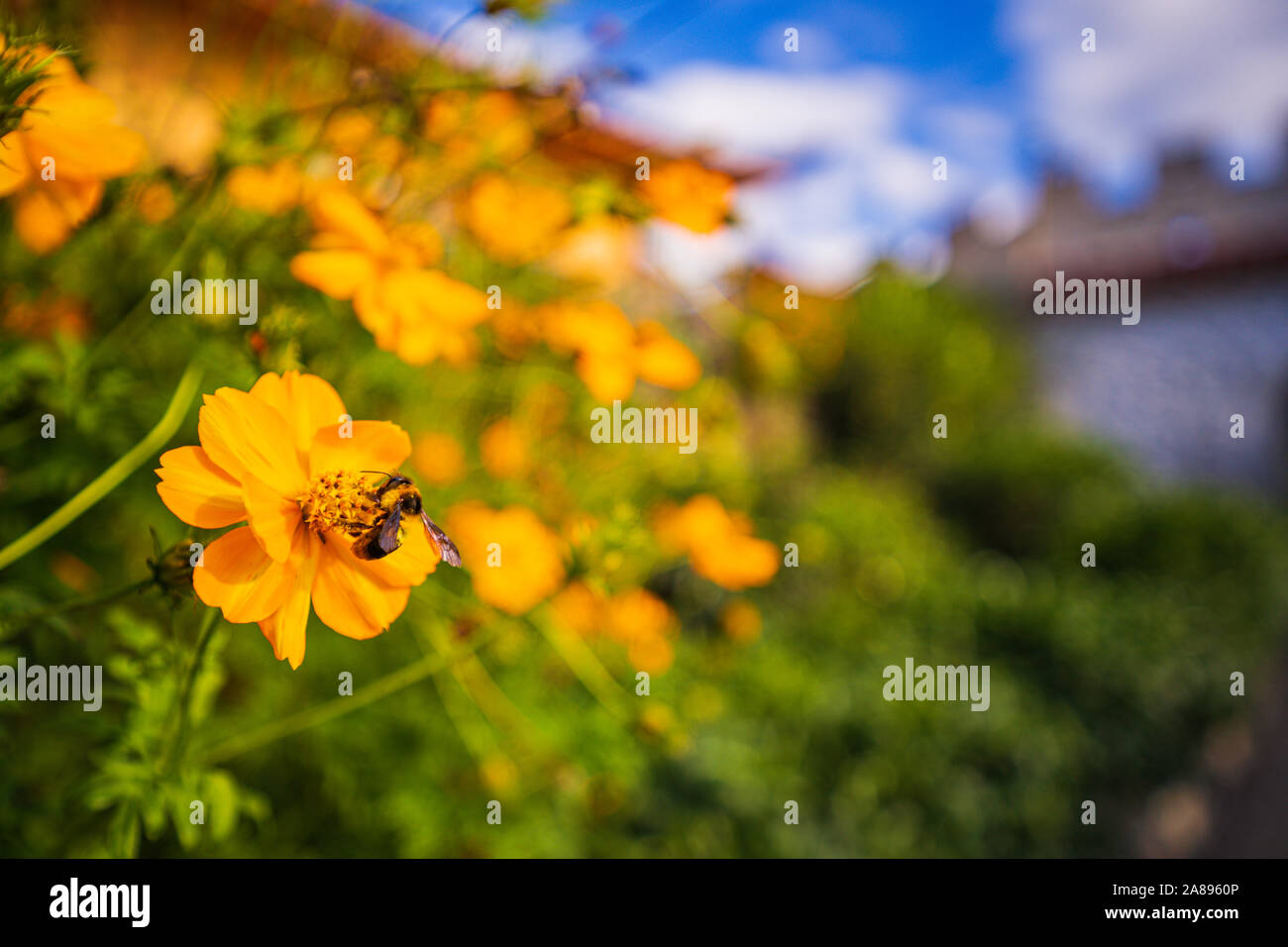 Yellow cosmos flowers or Sulfur Cosmos a bee swarming flowers in the ...