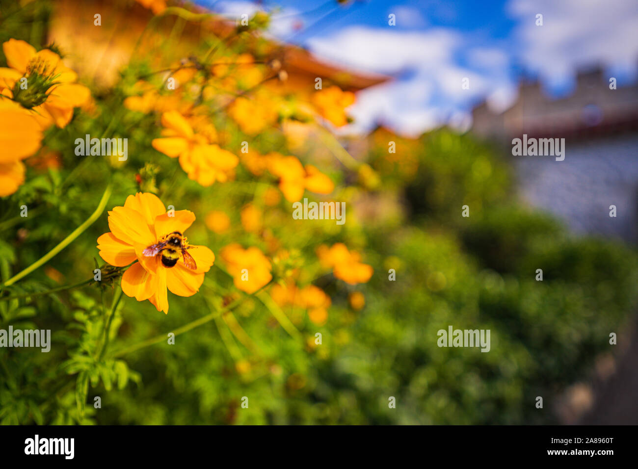 Yellow cosmos flowers or Sulfur Cosmos a bee swarming flowers in the ...