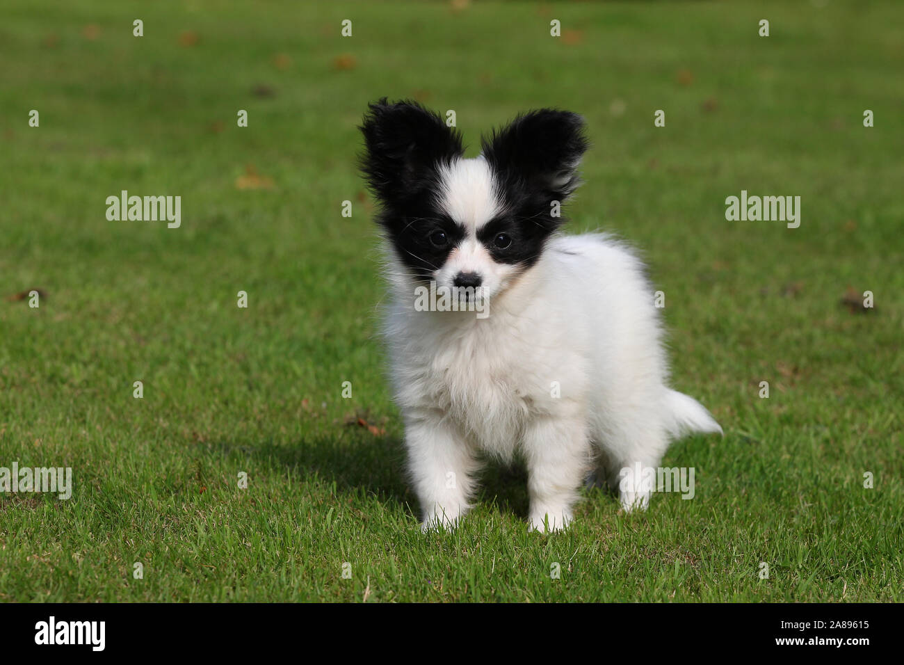 Papillon dog licking hi-res stock photography and images - Alamy