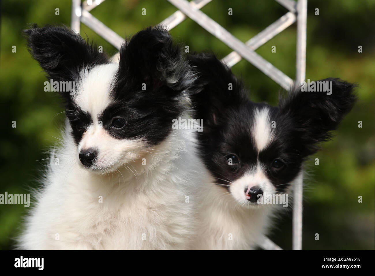Papillon dog licking hi-res stock photography and images - Alamy