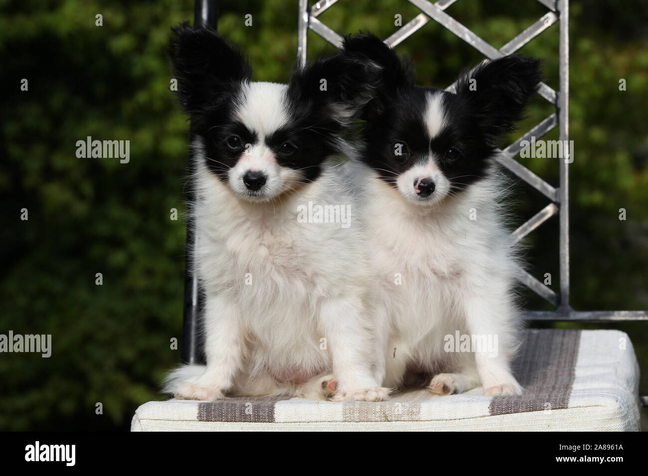 Papillon dog licking hi-res stock photography and images - Alamy