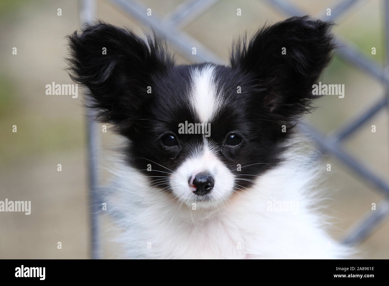 Papillon dog licking hi-res stock photography and images - Alamy