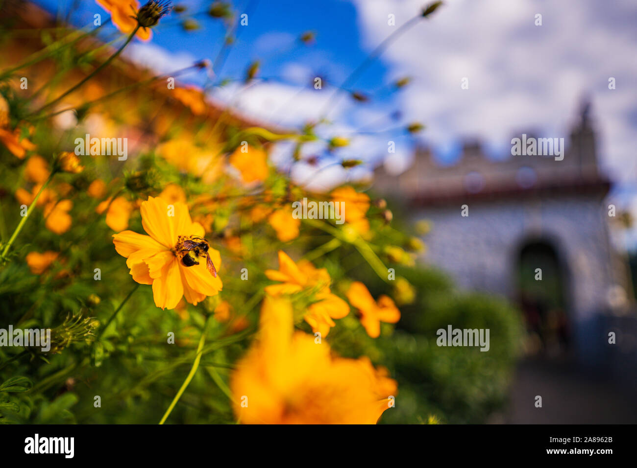 Yellow cosmos flowers or Sulfur Cosmos a bee swarming flowers in the ...