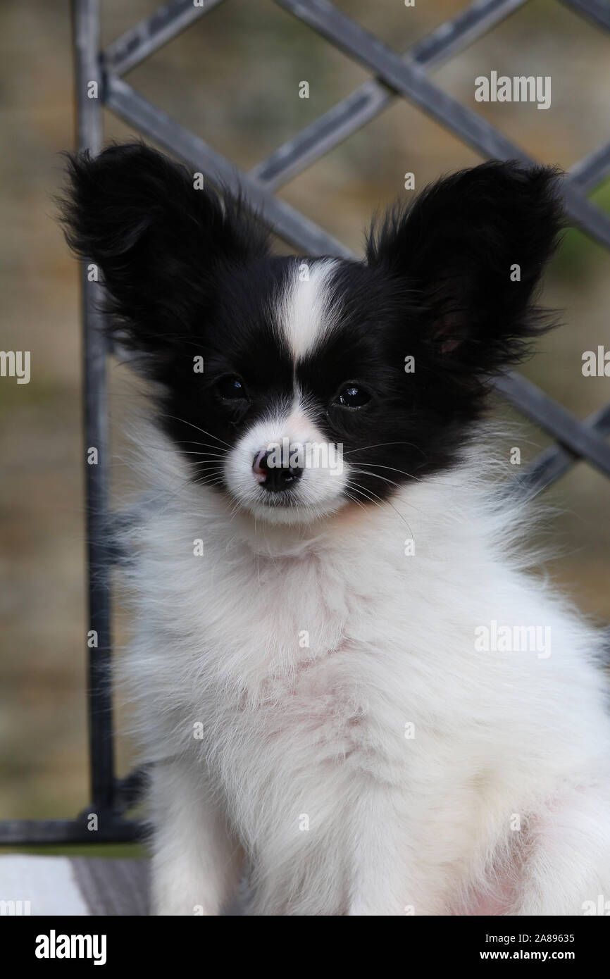 Papillon dog licking hi-res stock photography and images - Alamy
