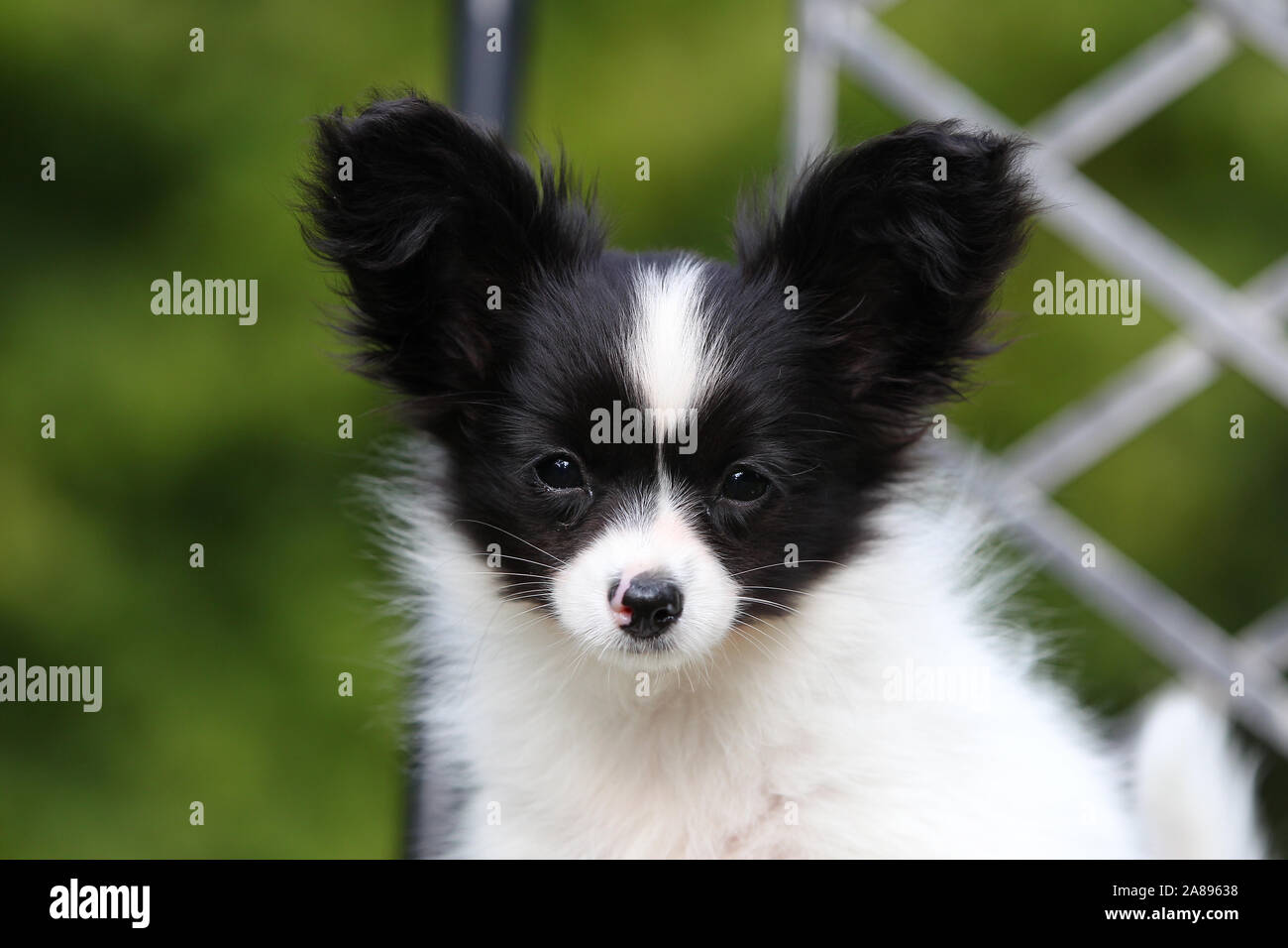Papillon dog licking hi-res stock photography and images - Alamy