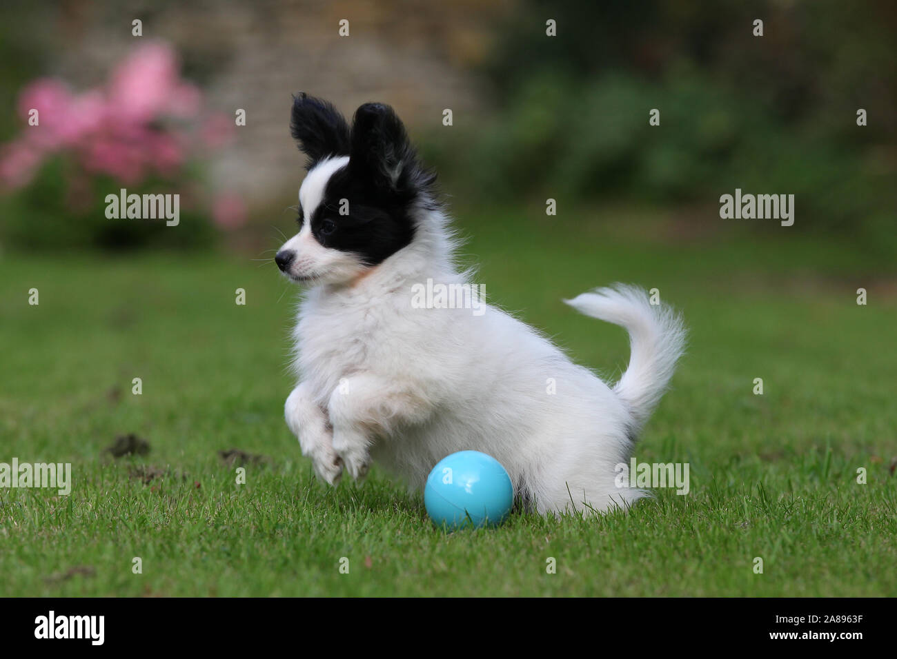 Papillon dog licking hi-res stock photography and images - Alamy