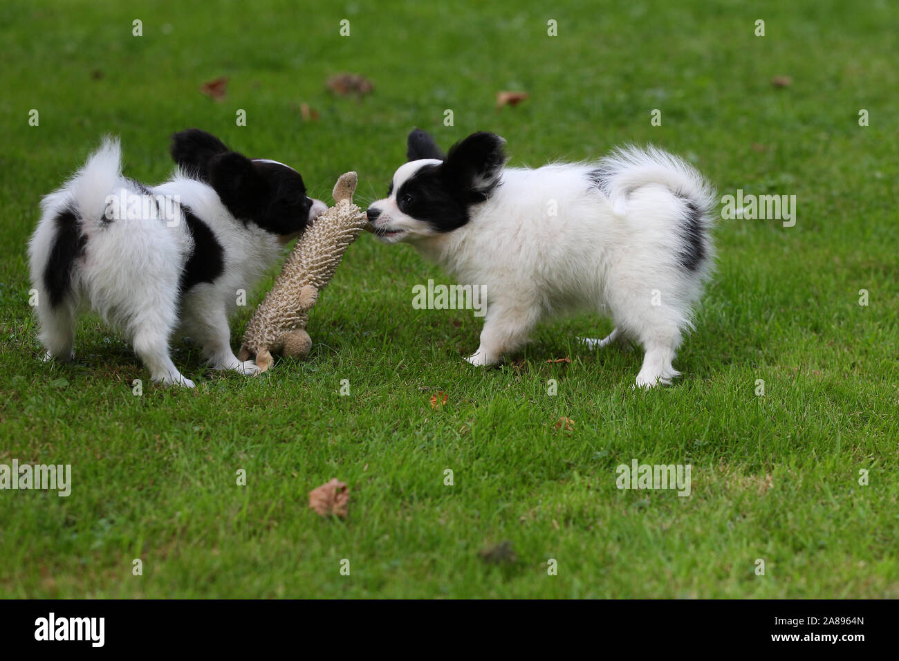 Papillon dog licking hi-res stock photography and images - Alamy