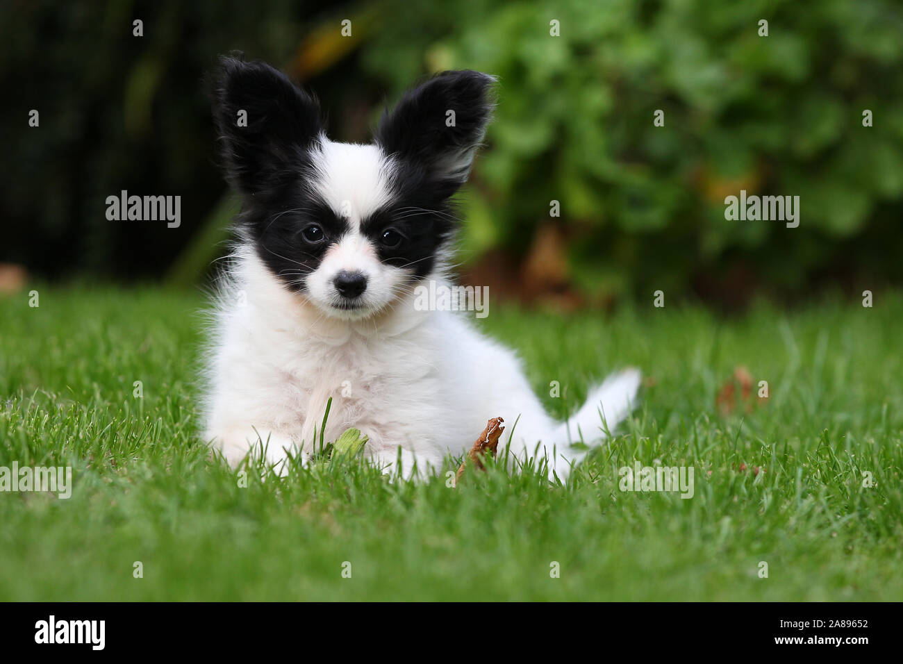 Papillon dog licking hi-res stock photography and images - Alamy