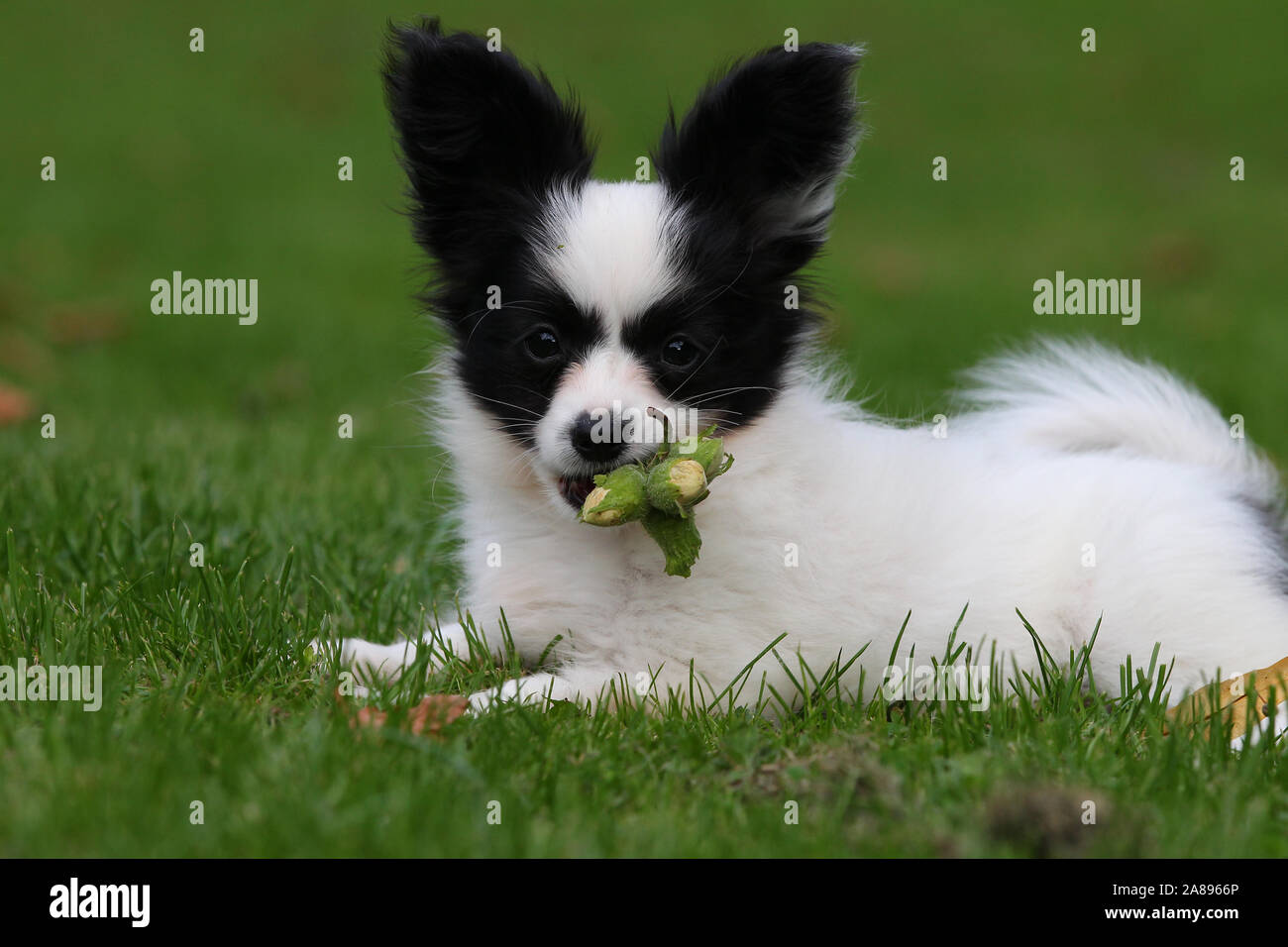 Papillon dog licking hi-res stock photography and images - Alamy