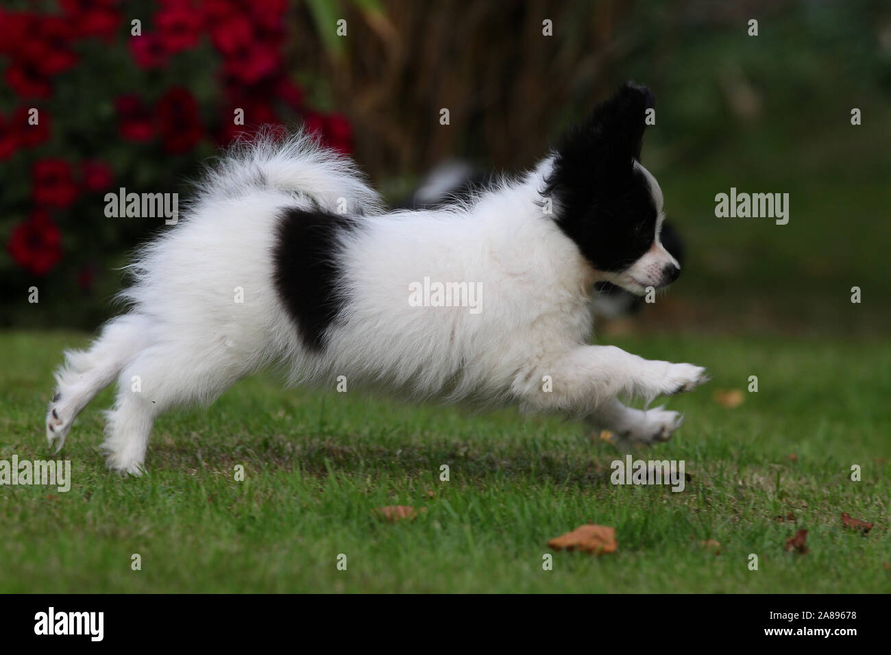 Papillon dog licking hi-res stock photography and images - Alamy