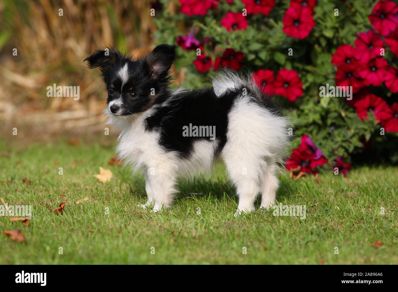 Papillon dog licking hi-res stock photography and images - Alamy