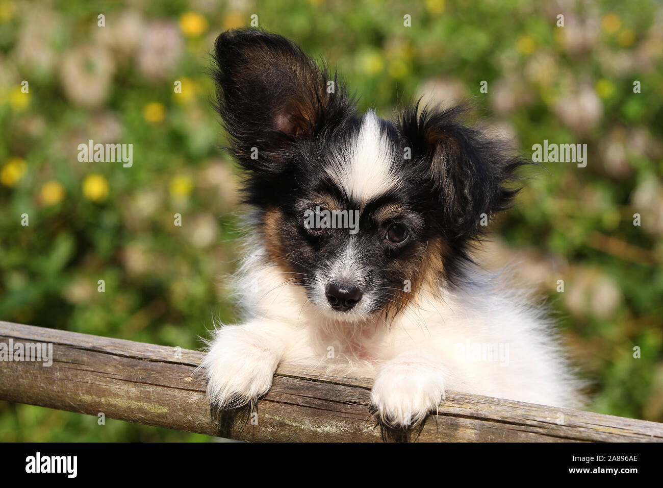 Papillon dog licking hi-res stock photography and images - Alamy