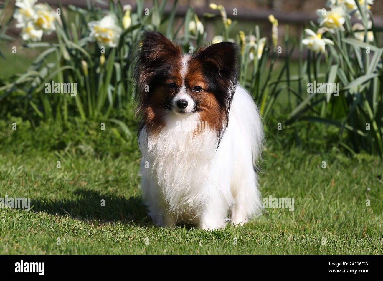 Papillon dog licking hi-res stock photography and images - Alamy