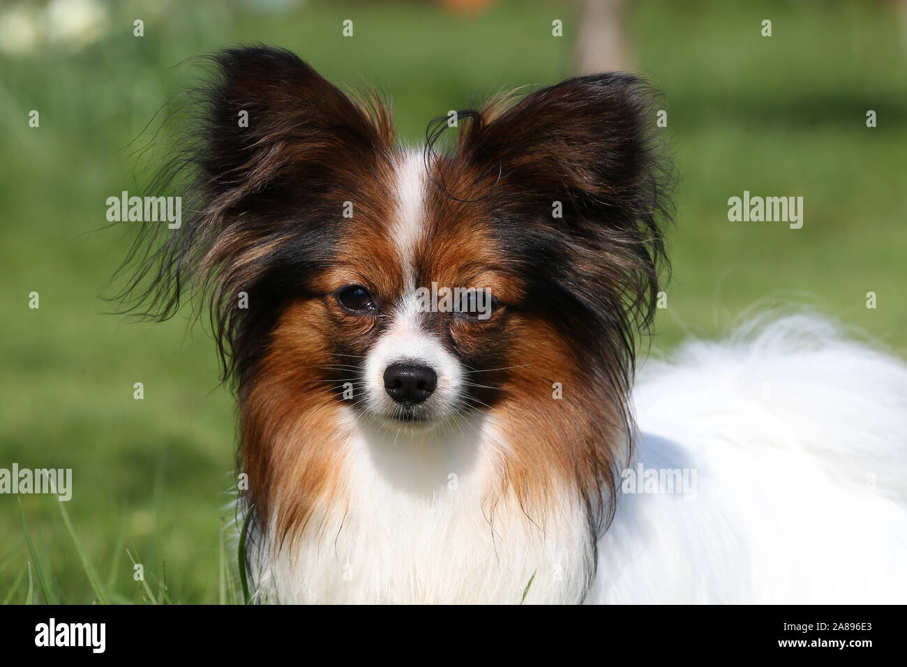 Papillon dog licking hi-res stock photography and images - Alamy