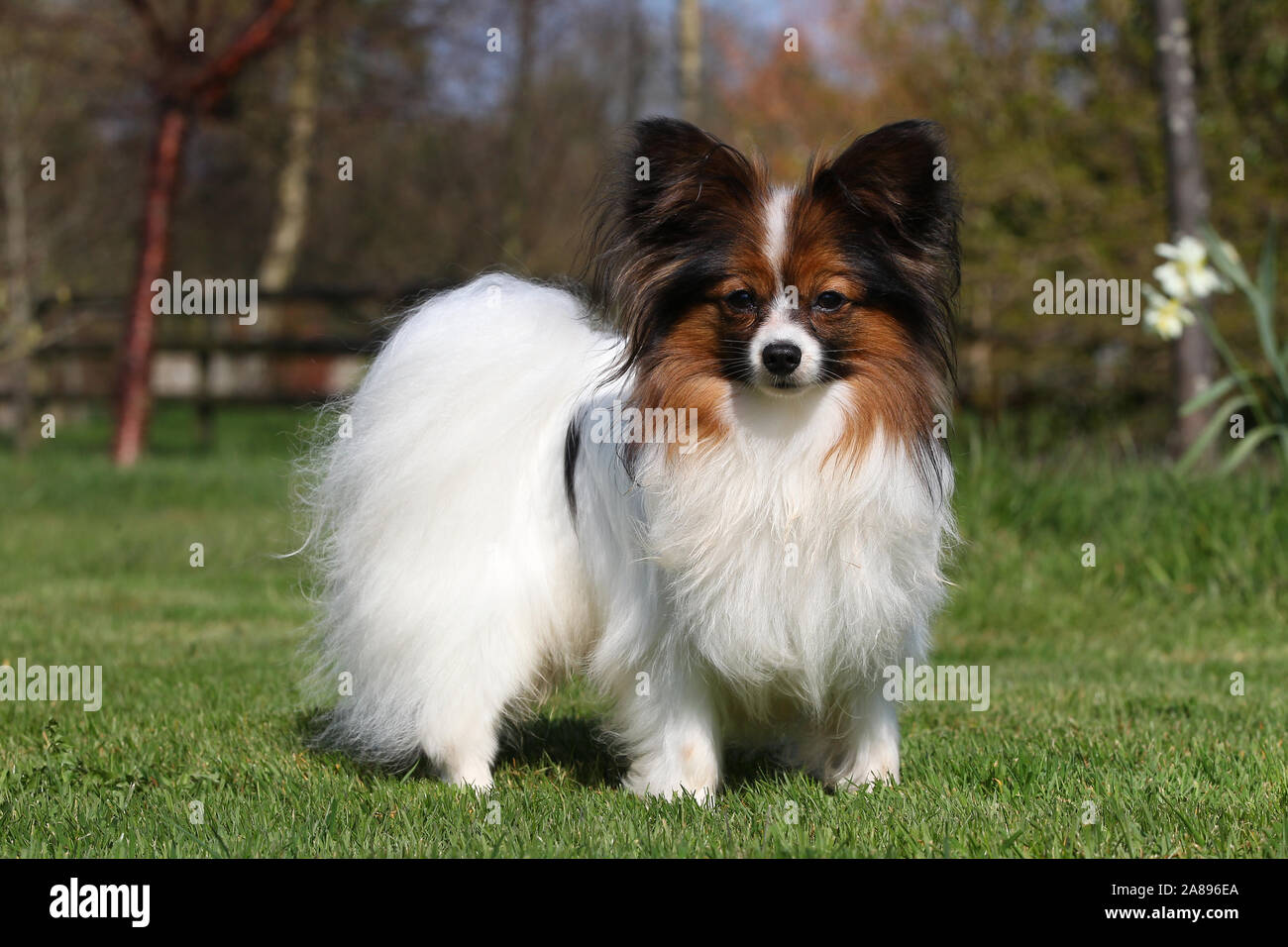 Papillon dog licking hi-res stock photography and images - Alamy