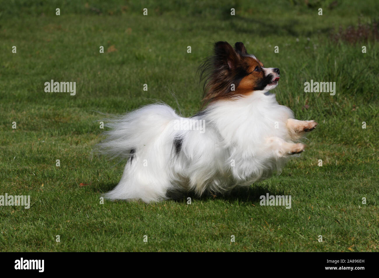 Papillon dog licking hi-res stock photography and images - Alamy
