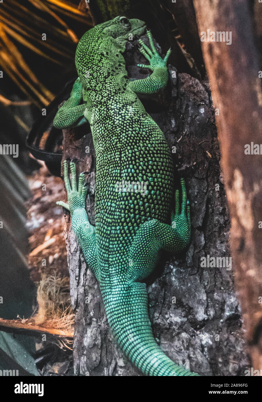 Lizard on a log hi-res stock photography and images - Alamy
