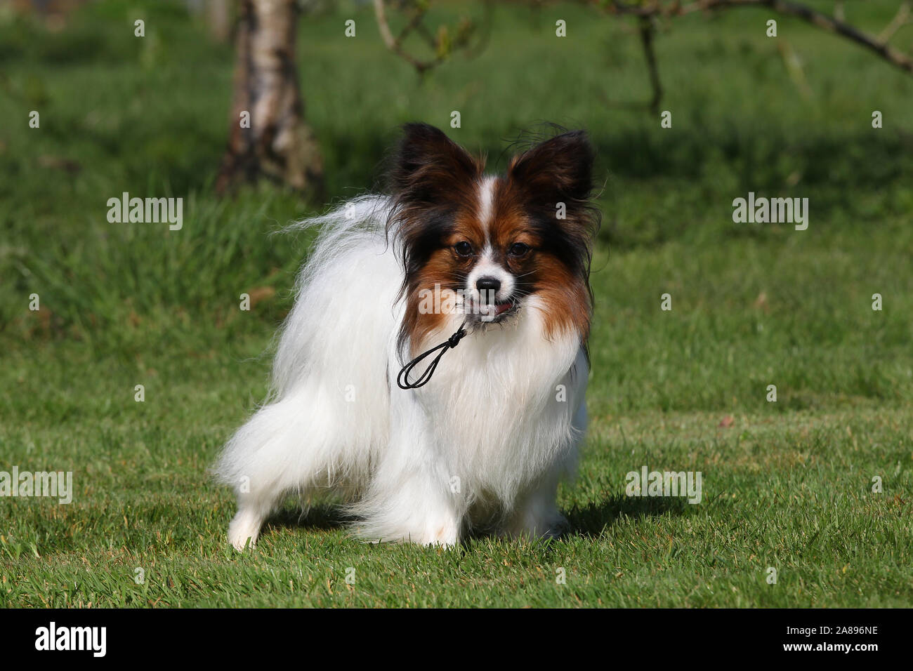 Papillion hi-res stock photography and images - Alamy