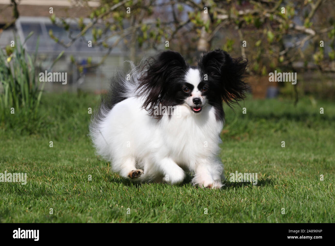 Papillion hi-res stock photography and images - Alamy