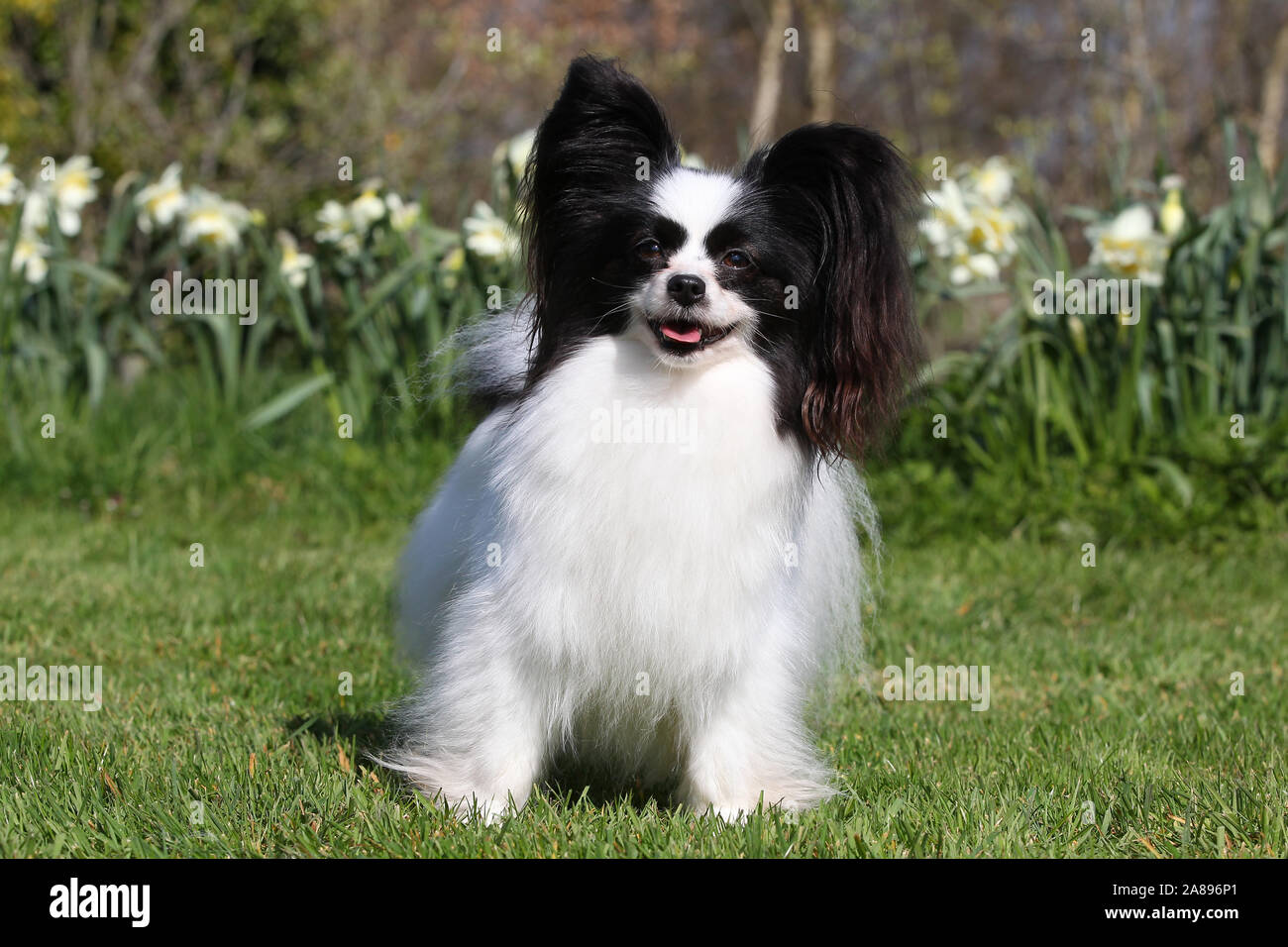 Wind up toy dog hi-res stock photography and images - Alamy