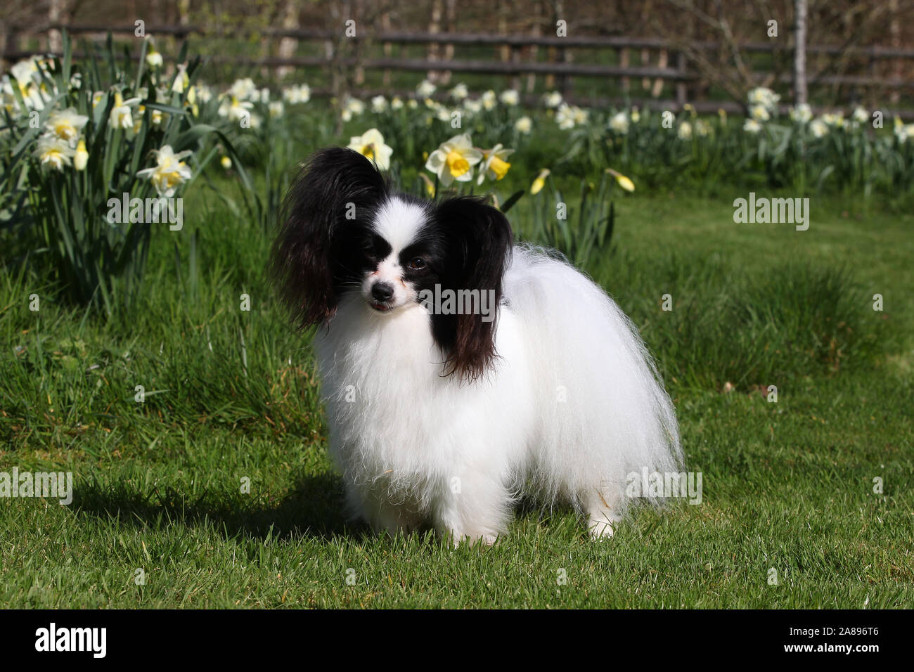 Wind up toy dog hi-res stock photography and images - Alamy