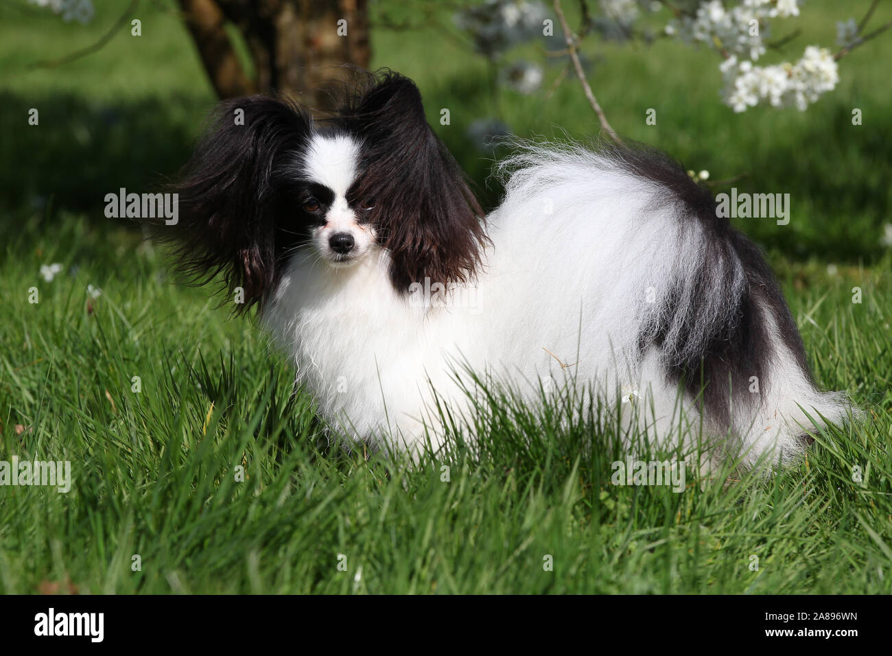 Wind up toy dog hi-res stock photography and images - Alamy